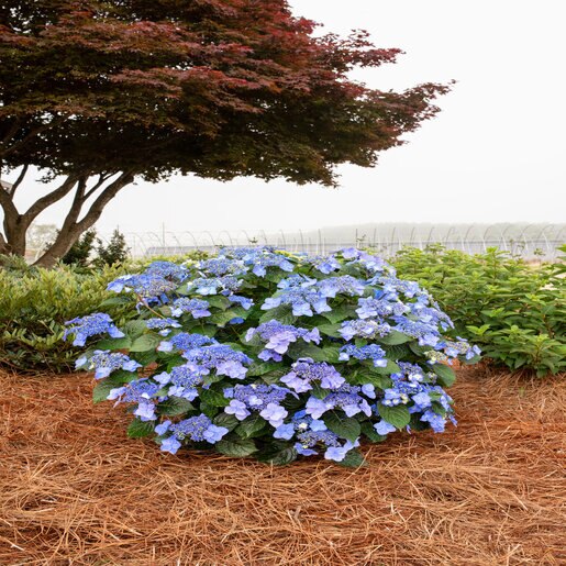 Hydrangea Macrophylla Pop Star Endless Summer Big Leaf Hydrangea ...