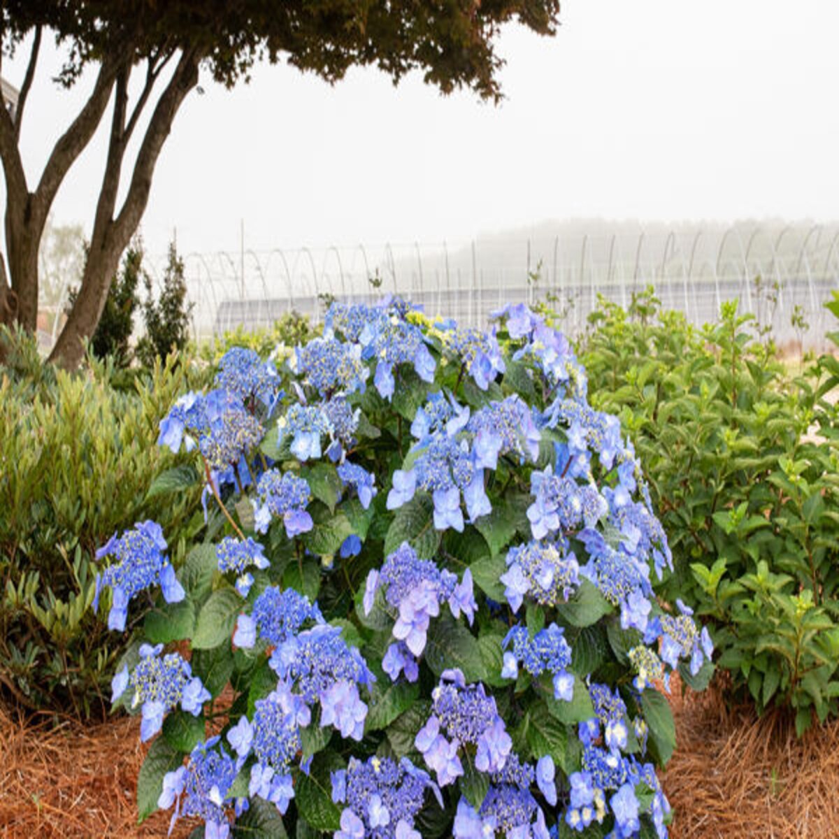 Hydrangea Macrophylla Pop Star Endless Summer Big Leaf Hydrangea ...