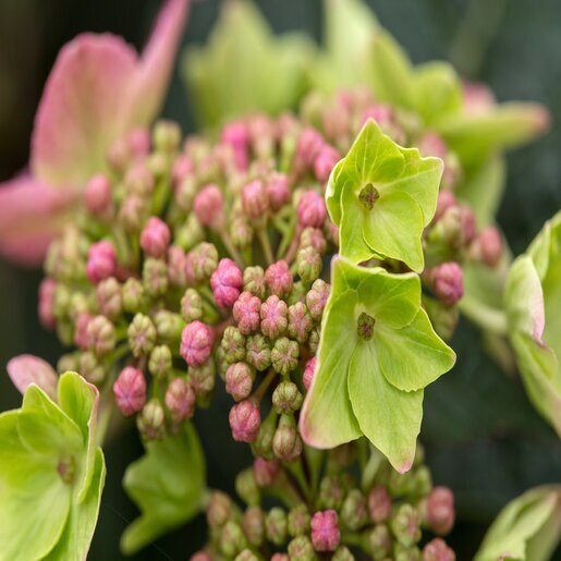 Hydrangea Macrophylla Pop Star Endless Summer Big Leaf Hydrangea ...