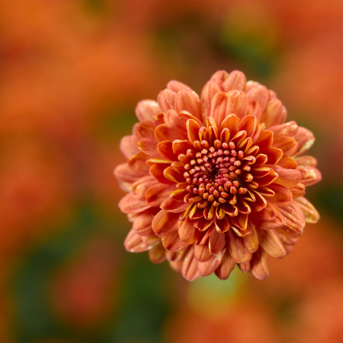 Chrysanthemum X Morifolium Ursula Fancy Orange Hardy Garden Mum | SiteOne