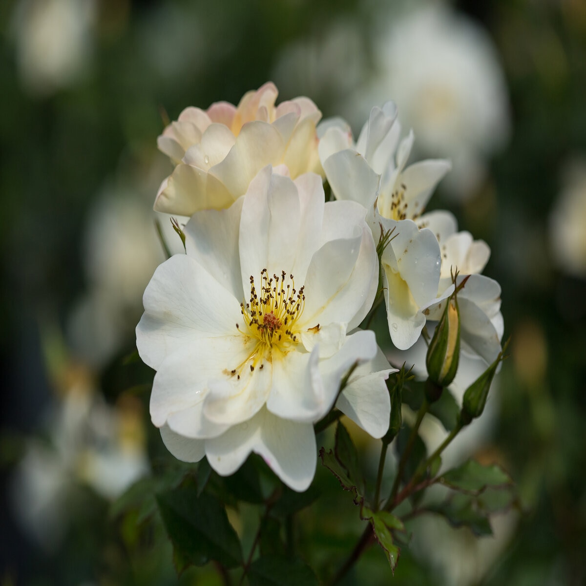 Rosa X Oscar Peterson Rose | SiteOne US