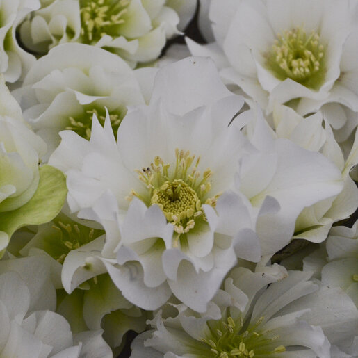 Helleborus X Wedding Party Wedding Bells Lenten Rose | SiteOne