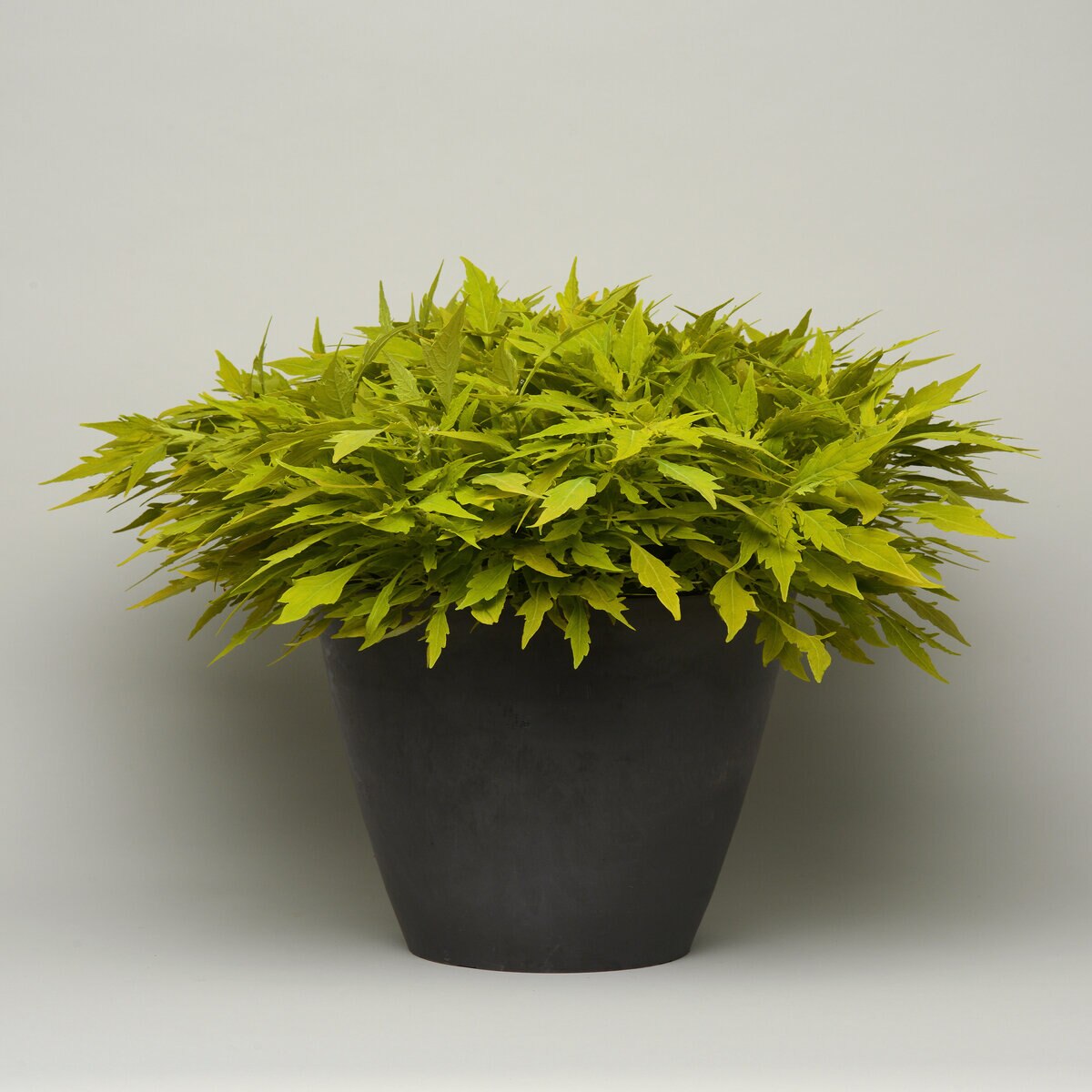 Solenostemon Scuttellarioides FlameThrower Salsa Verde Coleus | SiteOne US