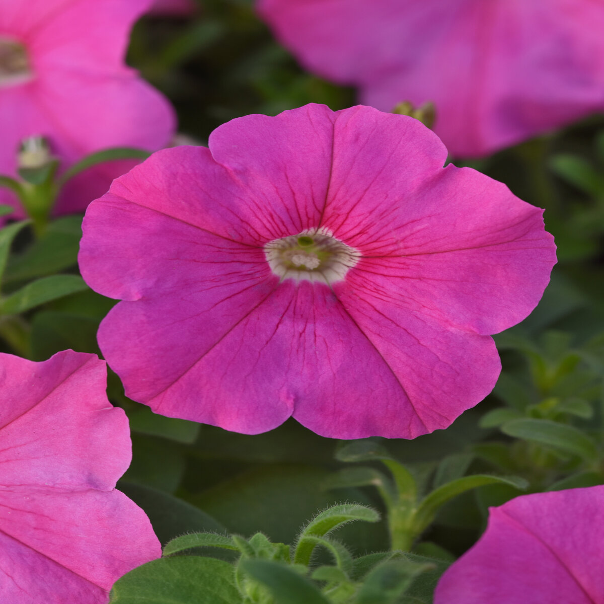 Petunia X Hybrida Madness Pink Petunia | SiteOne US