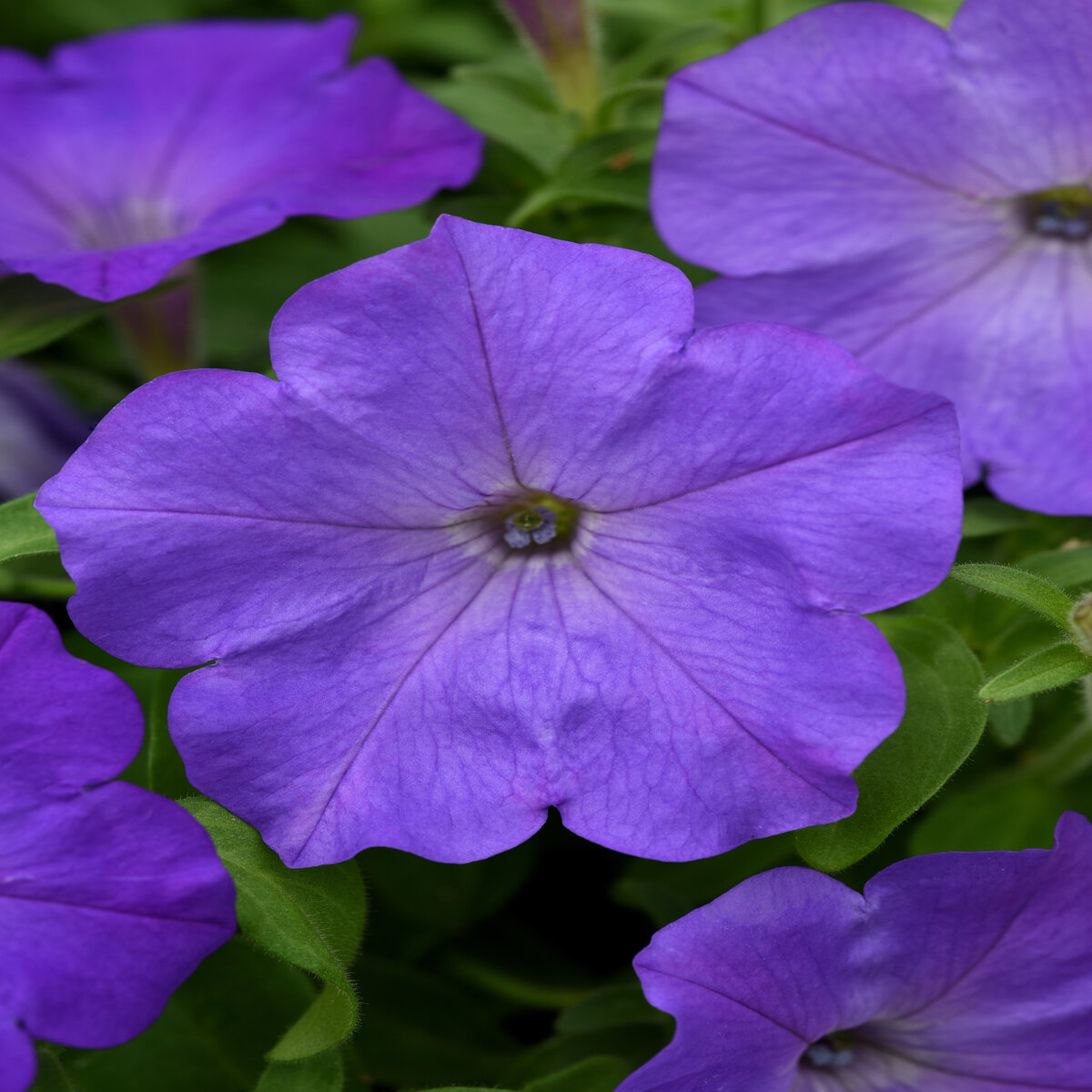 Petunia X Hybrida Easy Wave Lavender Sky Blue Spreading Petunia ...