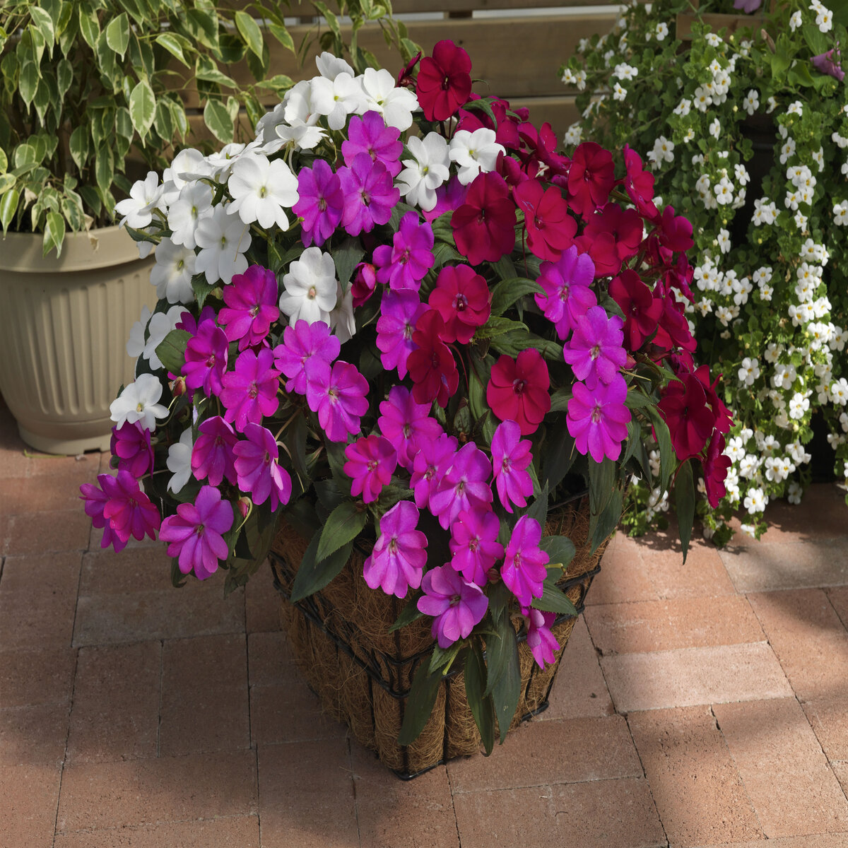 Impatiens X Hybrida SunPatiens Compact Best Friends Mixture New Guinea ...
