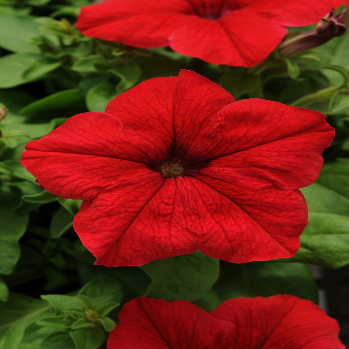 Petunia X Hybrida Pretty Grand Red Petunia | SiteOne US