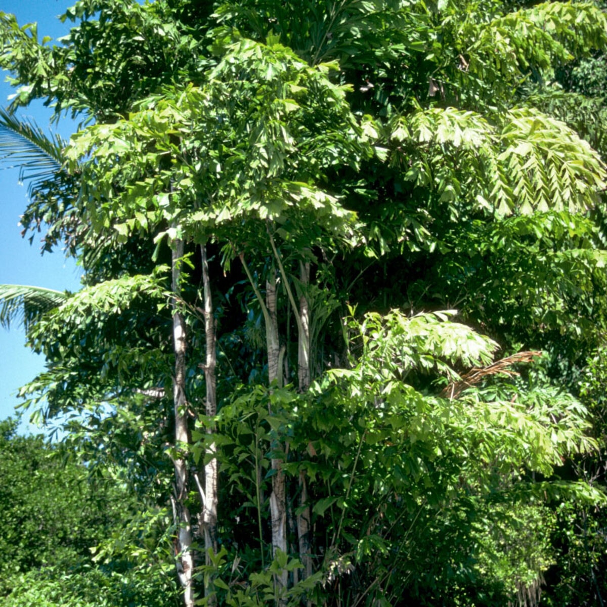 Caryota Mitis Clustered Fishtail Palm | SiteOne US