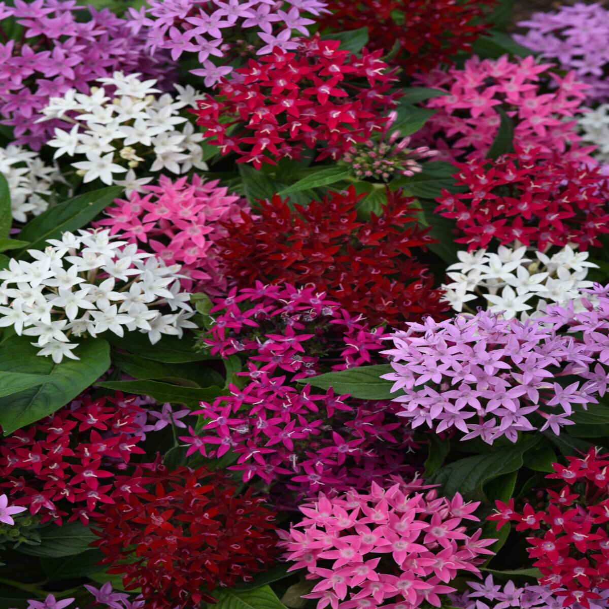 Pentas Lanceolata Lucky Star Mixture Egyptian Starcluster | SiteOne