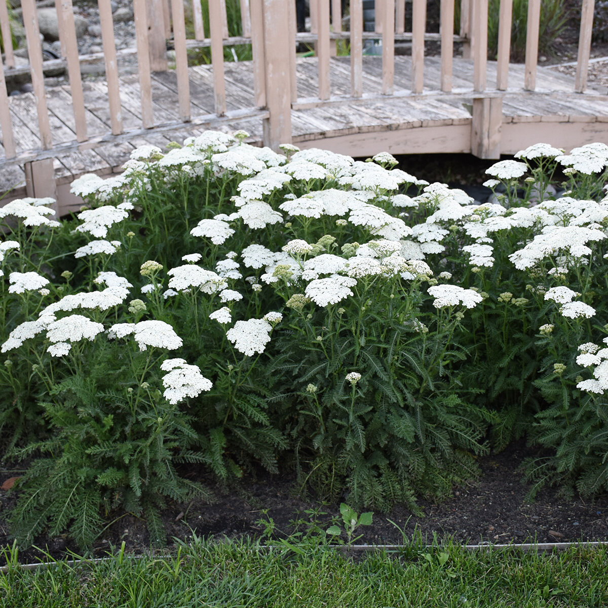 Achillea x Firefly Diamond Proven Winners Yarrow | SiteOne US