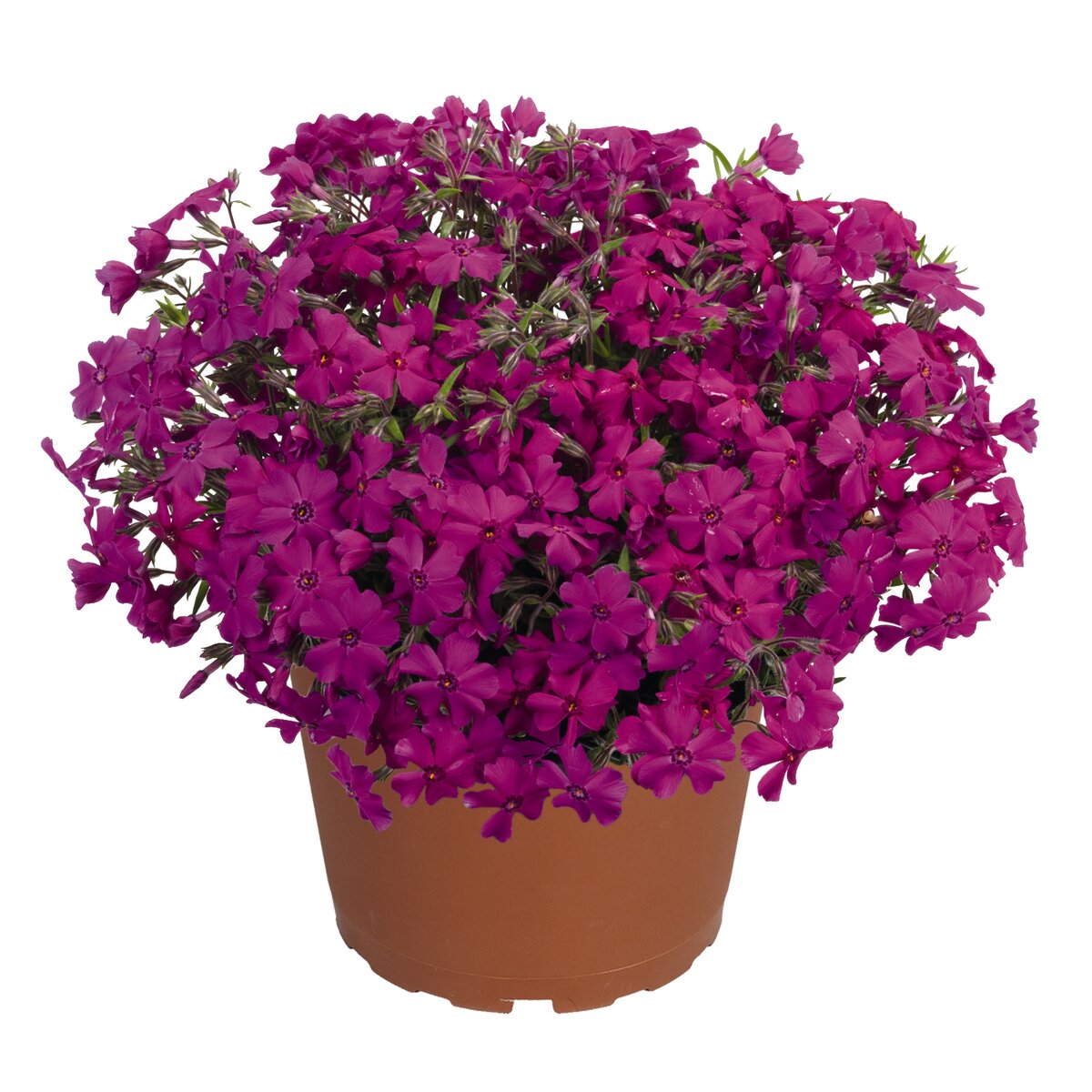 Phlox Subulata Spring Hot Pink Creeping Phlox | SiteOne US