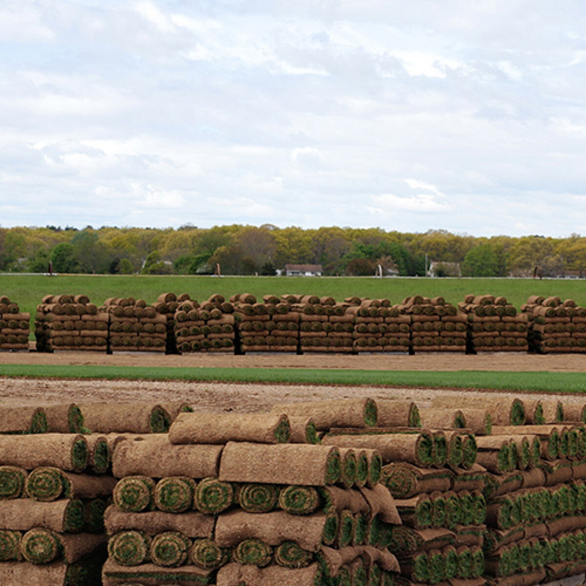 Centipede Sod TifBlair Centipedegrass (per sq. ft.) | SiteOne US
