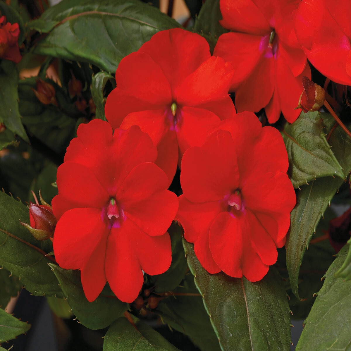 Impatiens X Hybrida SunPatiens Vigorous Red Impatiens | SiteOne US