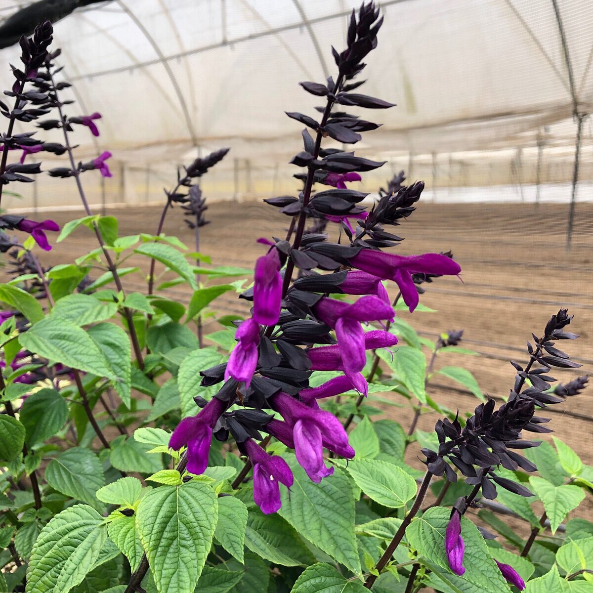 Salvia X Guarantitica Bodacious Smokey Jazz Salvia | SiteOne