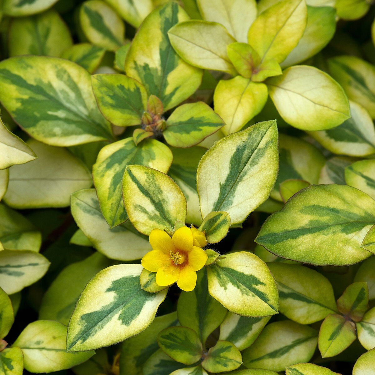 Lysimachia congestiflora Variegata Variegated Creeping Jenny | SiteOne US
