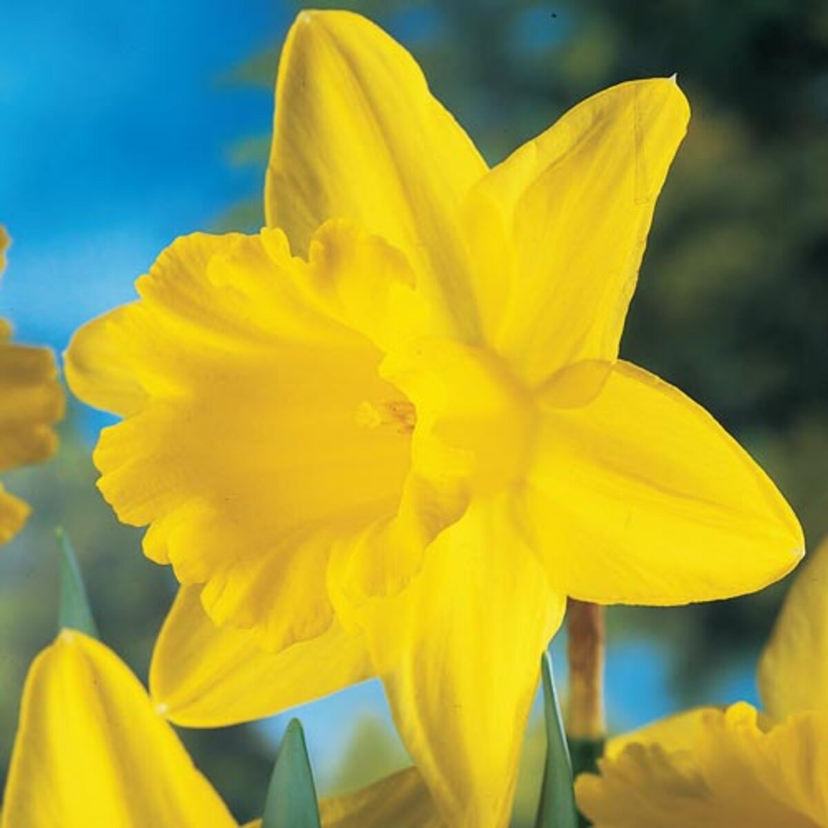 Narcissus Bulb Trumpet King Alfred Daffodil | SiteOne US