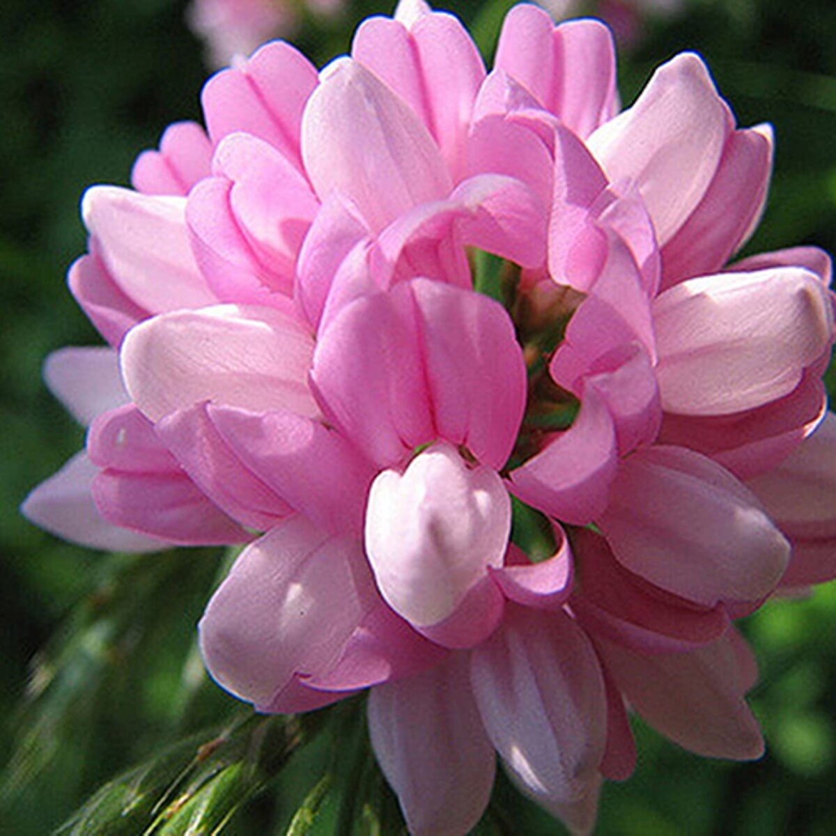 Crown Vetch Seed (lb.) | SiteOne US