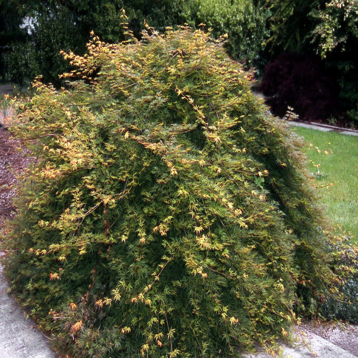 Acer Palmatum var. Dissectum Emerald Lace Cutleaf Japanese Maple ...