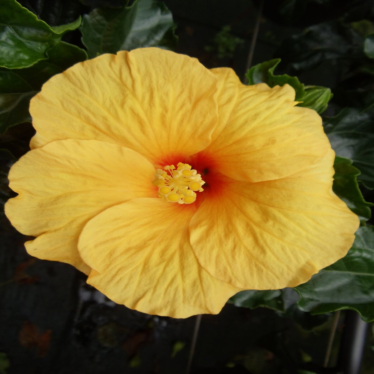 Hibiscus Rosa-Sinensis Tradewinds Tahiti Wind Tropical Hibiscus ...