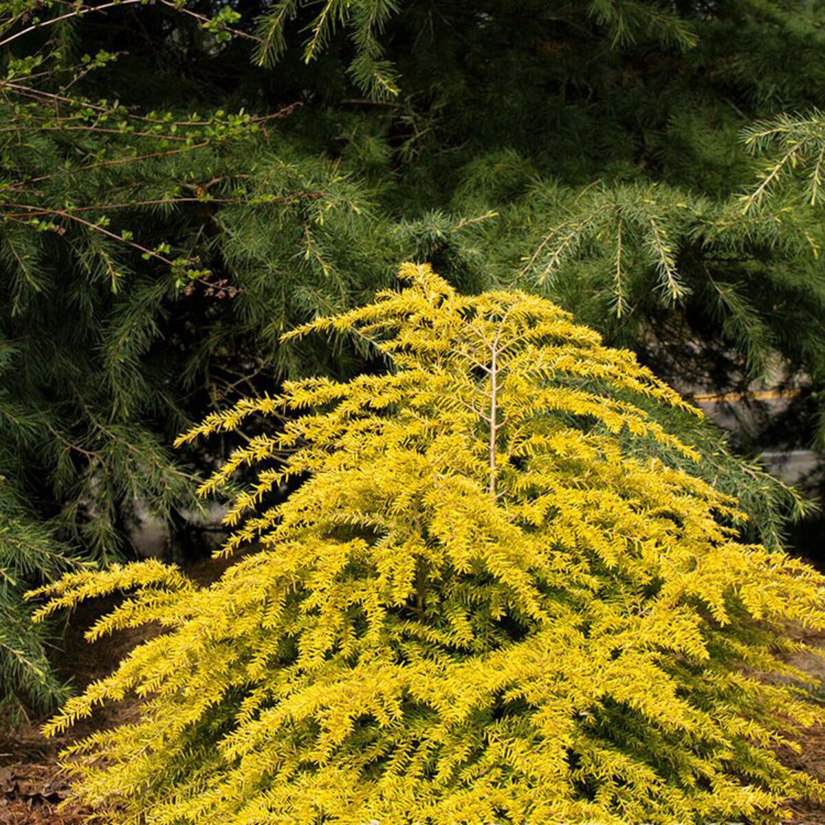 Tsuga Canadensis Golden Duchess Eastern Hemlock | SiteOne US