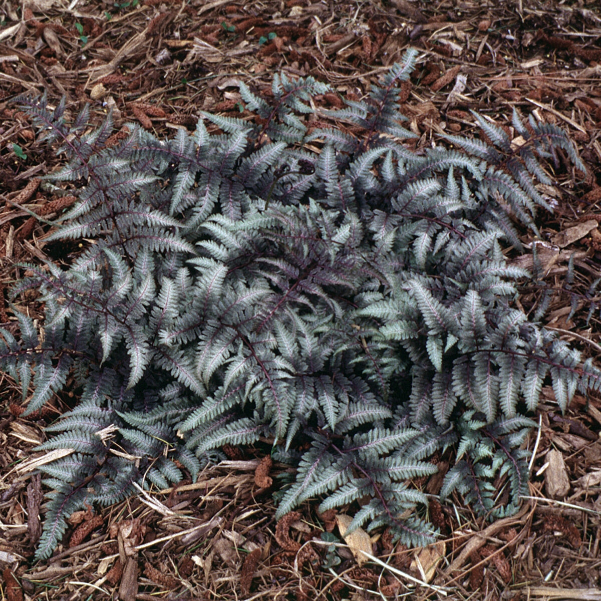Athyrium Niponicum var. Pictum Godzilla Japanese Painted Fern | SiteOne US