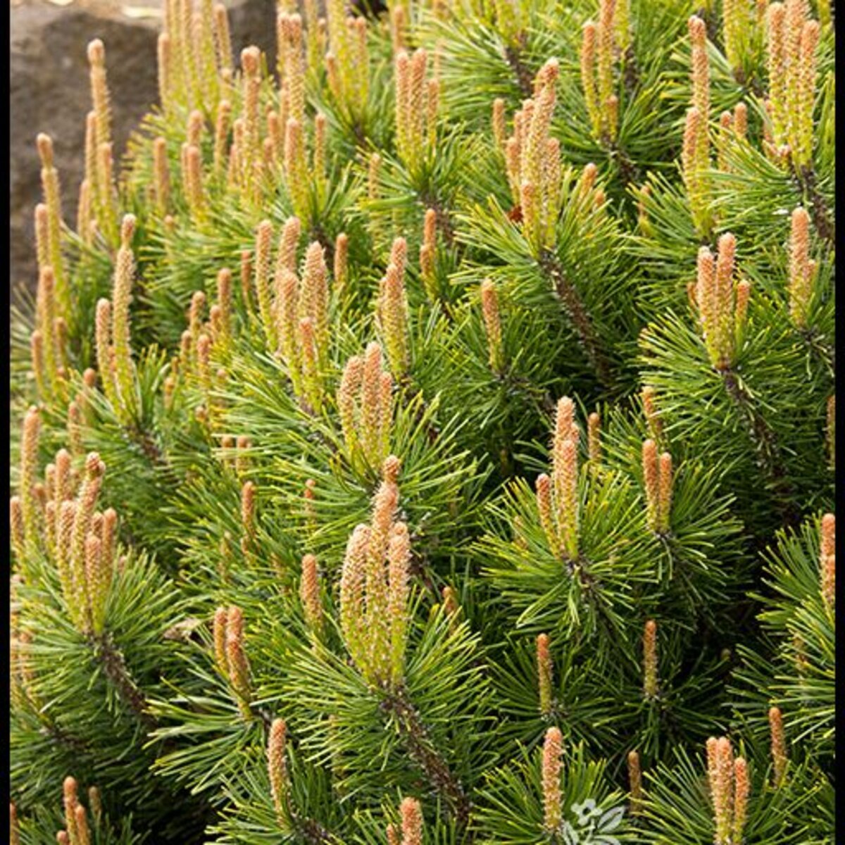 Pinus Mugo Pumilio Compact Select Dwarf Mountain Pine | SiteOne US