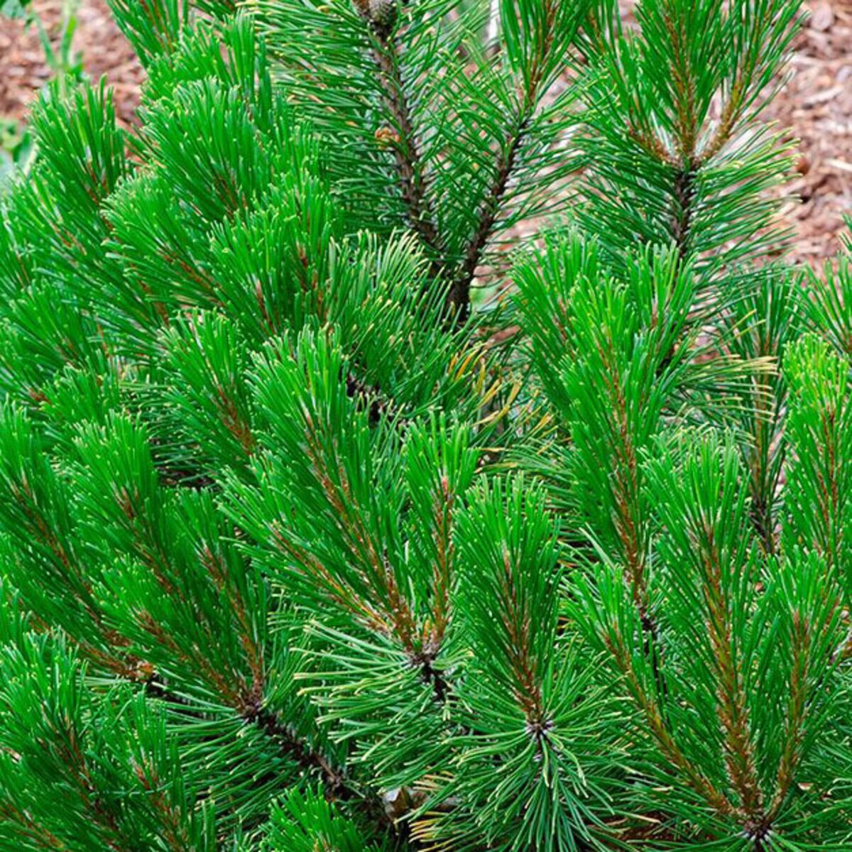 Pinus Mugo Carstens Wintergold Dwarf Mountain Pine | SiteOne US