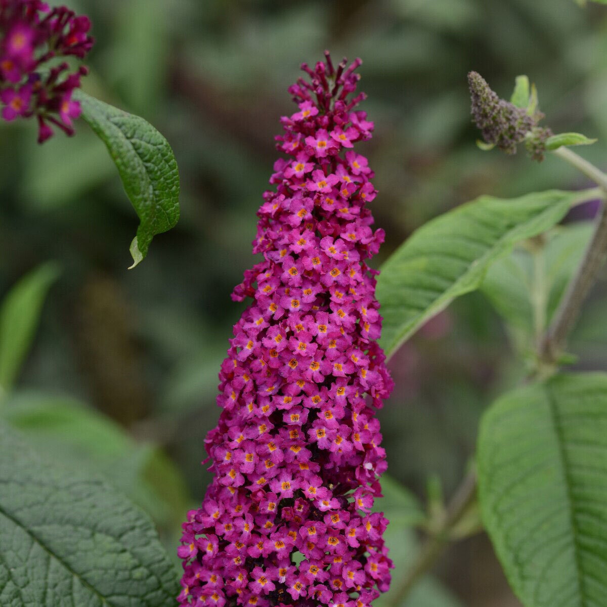 Buddleia X Boscranz CranRazz Butterfly Bush | SiteOne US