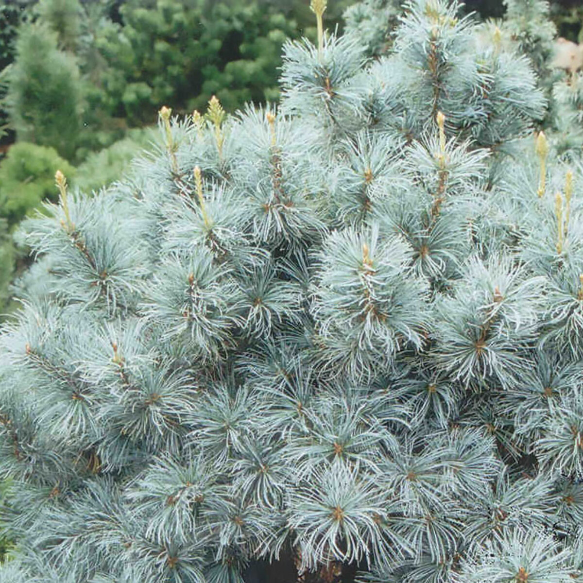 Pinus Parviflora Blue Angel Japanese White Pine | SiteOne US