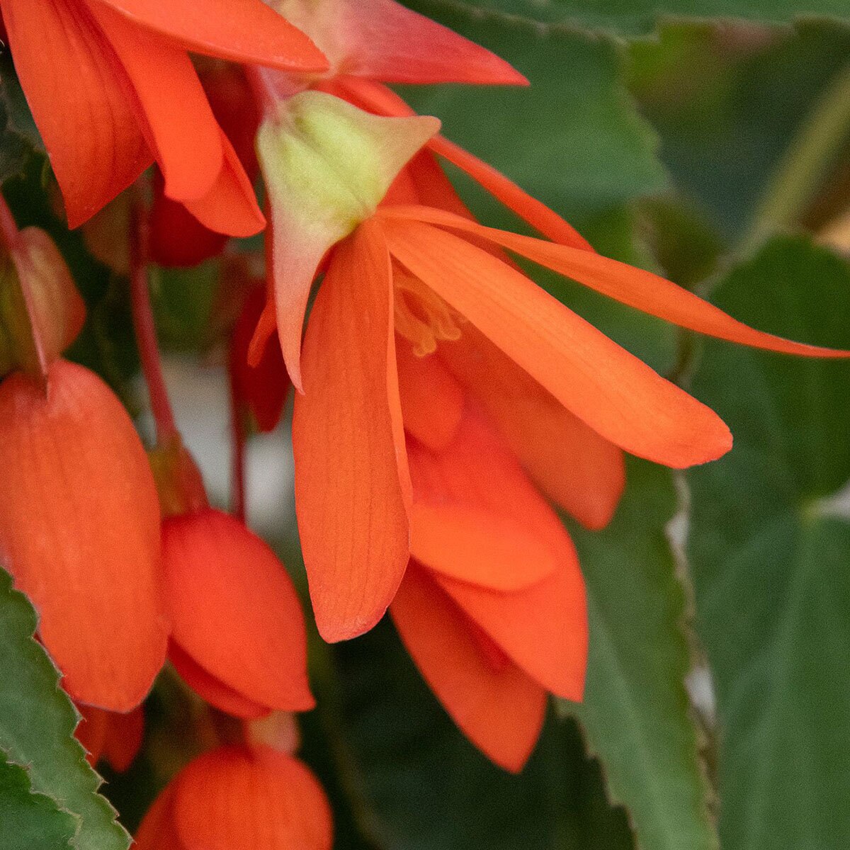 Begonia Boliviensis Bossa Nova Orange Begonia | SiteOne