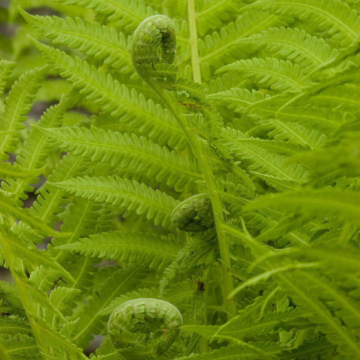 Matteuccia Struthiopteris The King Ostrich Fern | SiteOne US