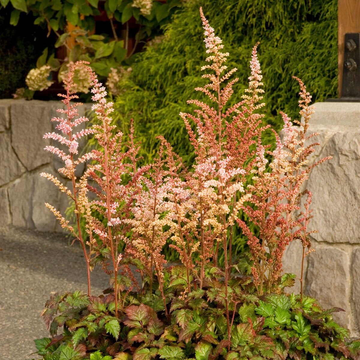 Astilbe X Arendsii Color Flash Astilbe | SiteOne US