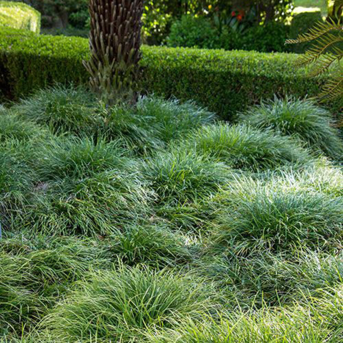 Ophiopogon japonicus Mondo Grass | SiteOne US