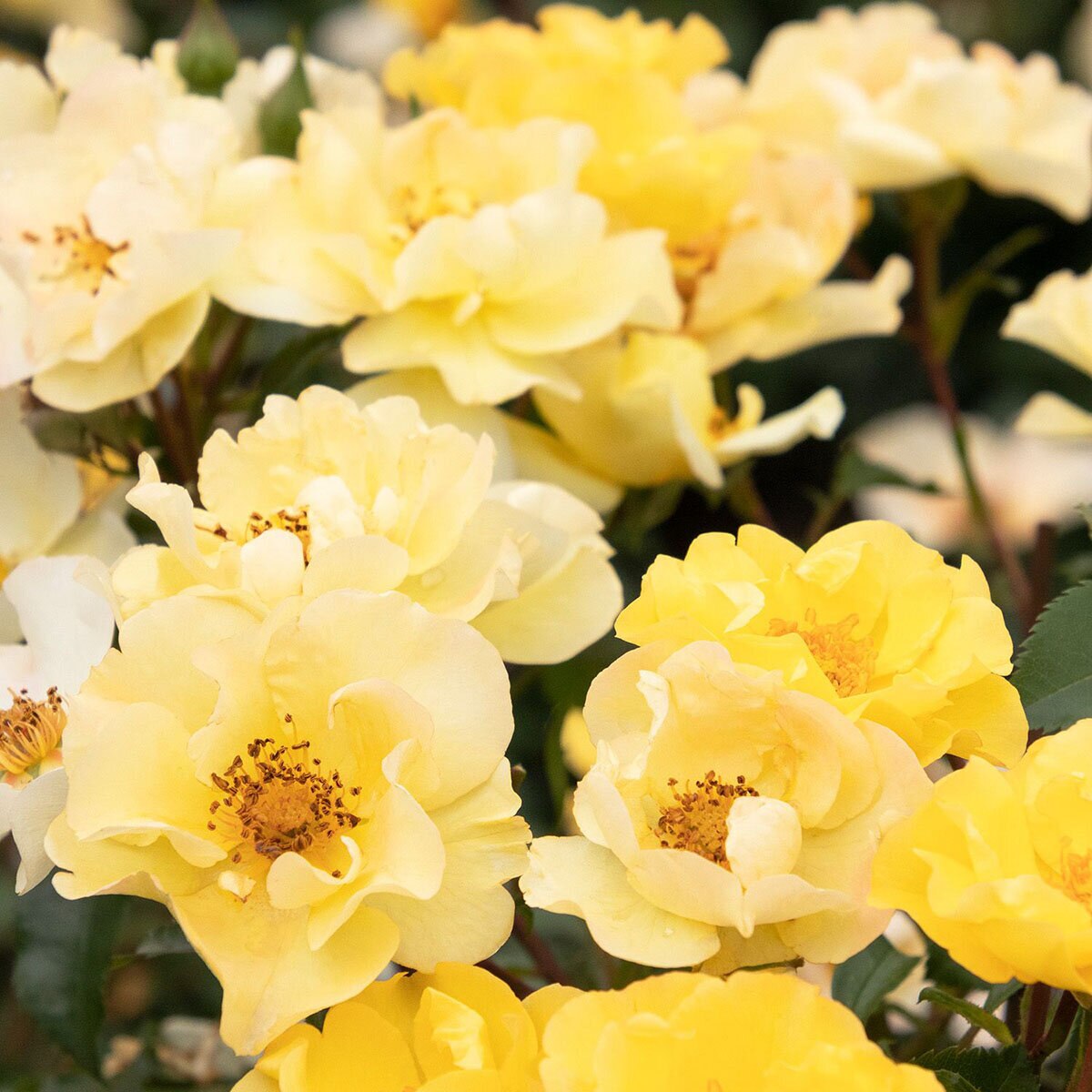 Rosa X Nitty Gritty Yellow Rose | SiteOne