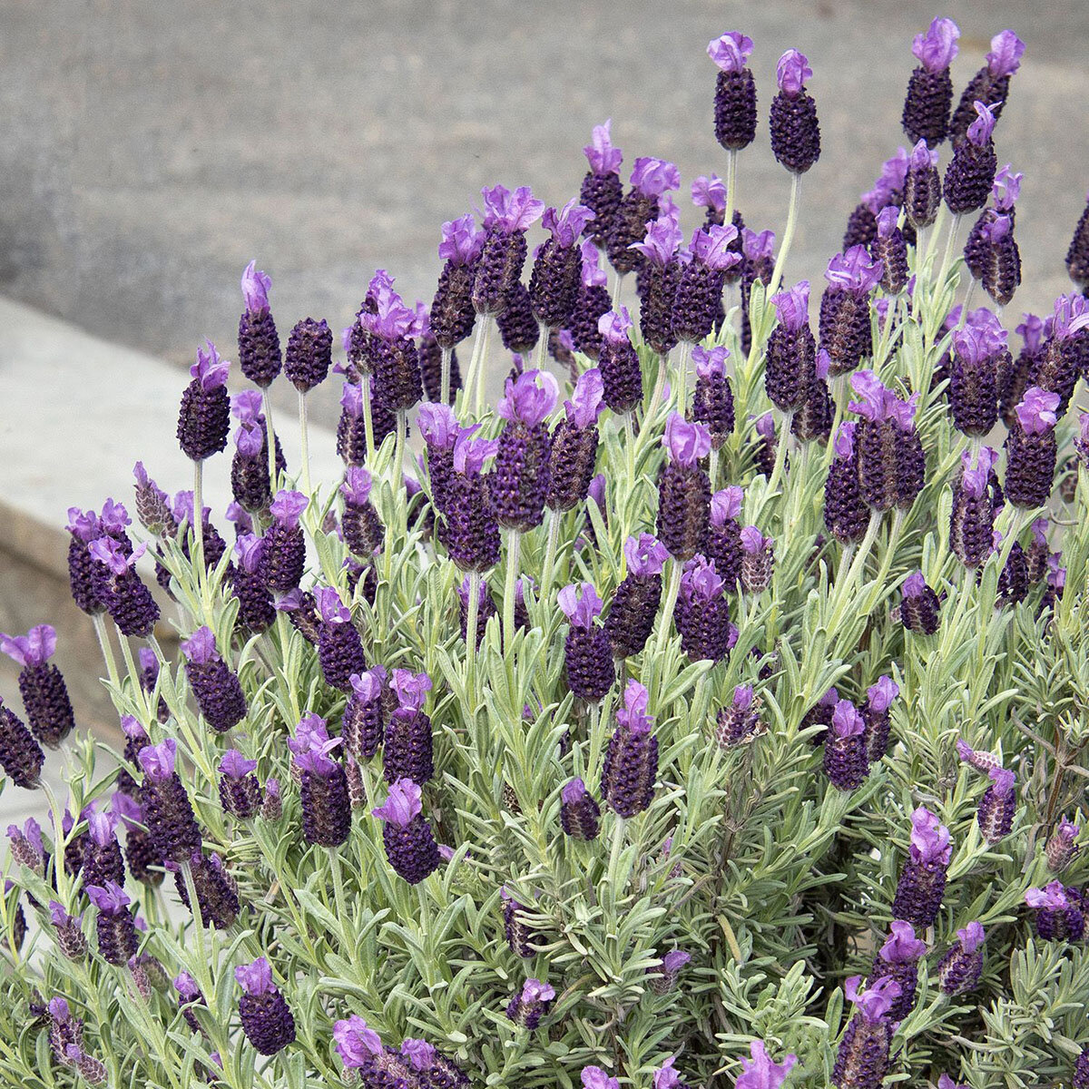 Lavandula Stoechas Anouk Lavender | SiteOne US
