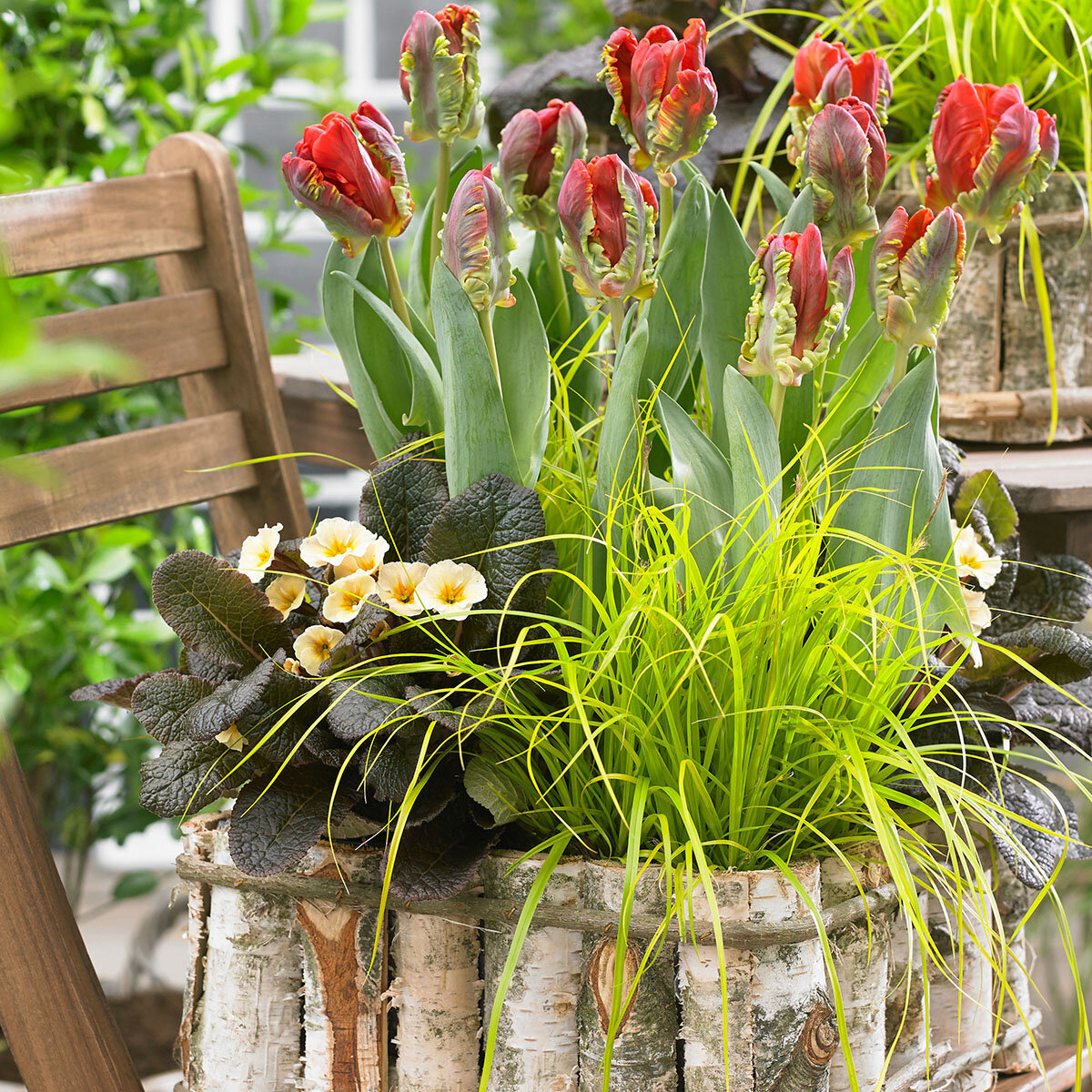 Carex oshimensis EverColor Everillo Sedge | SiteOne US