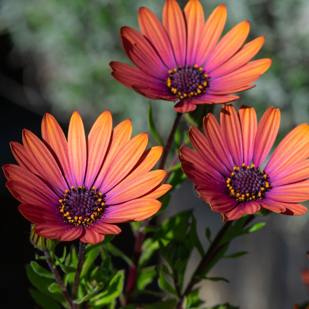 Dimorphotheca (Osteospermum) ecklonis Ostica Bronze African Daisy ...