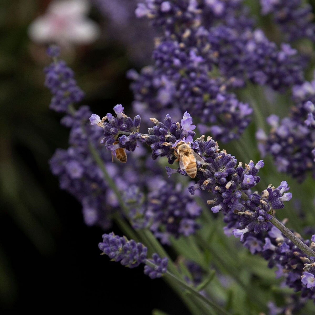 Lavandula angustifolia Aromatico Blue Imp. English Lavender | SiteOne US