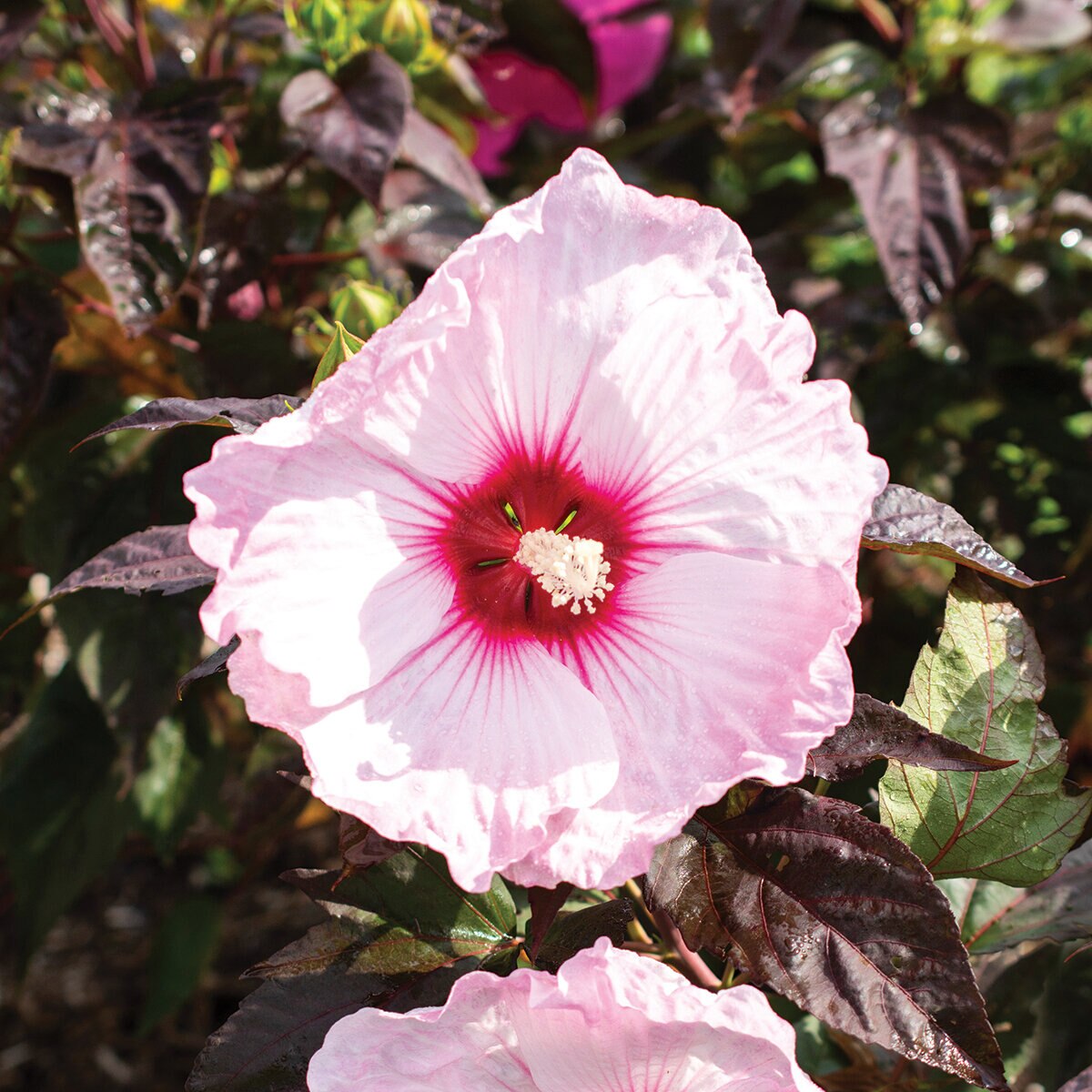 Hibiscus Moscheutos Head Over Heels Blush Rose Mallow | SiteOne US