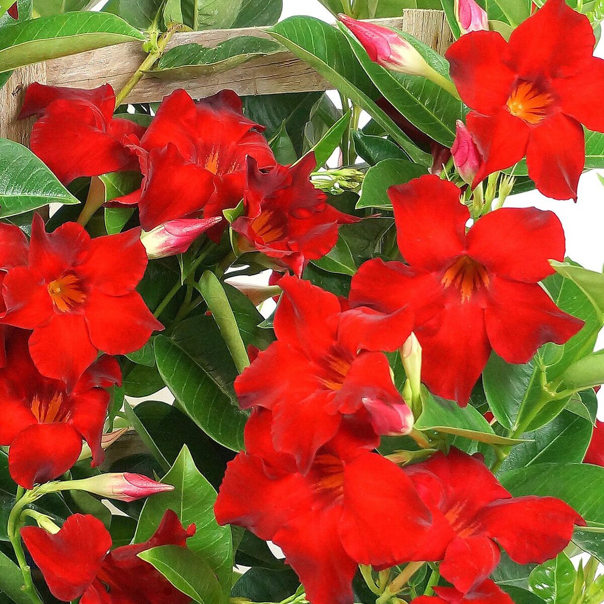 Mandevilla X Tropical Breeze Velvet Red Mandevilla | SiteOne US