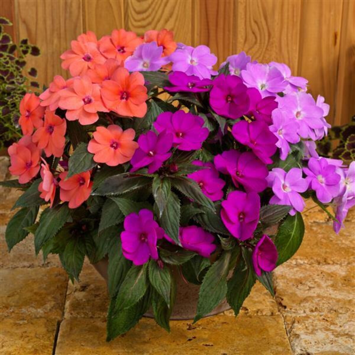 Impatiens X Hybrida SunPatiens Compact Hawaiian Sunset Mix New Guinea ...