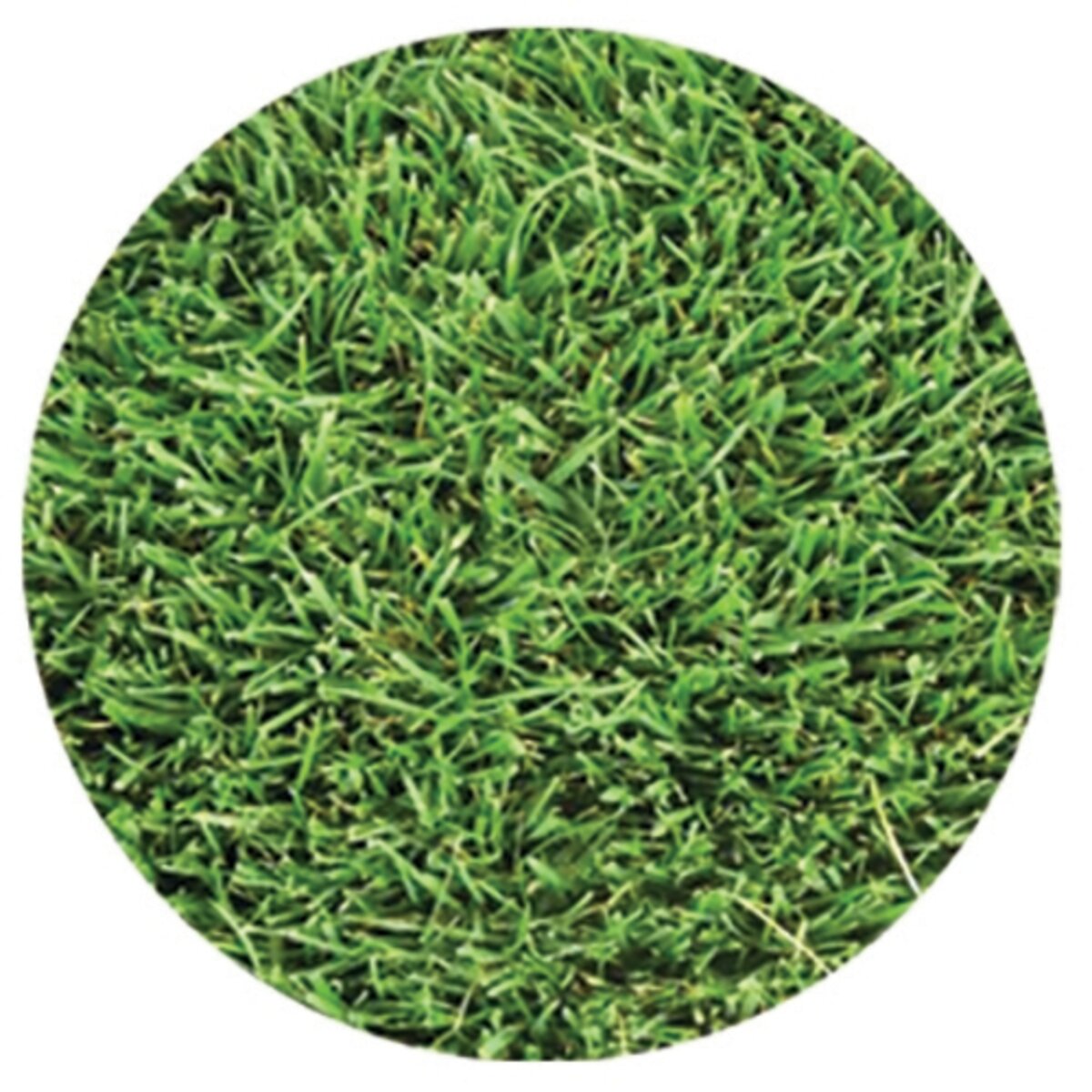 Blend Sod Bolero Plus 90% Dwarf Tall Fescue / 10% Kentucky Bluegrass ...