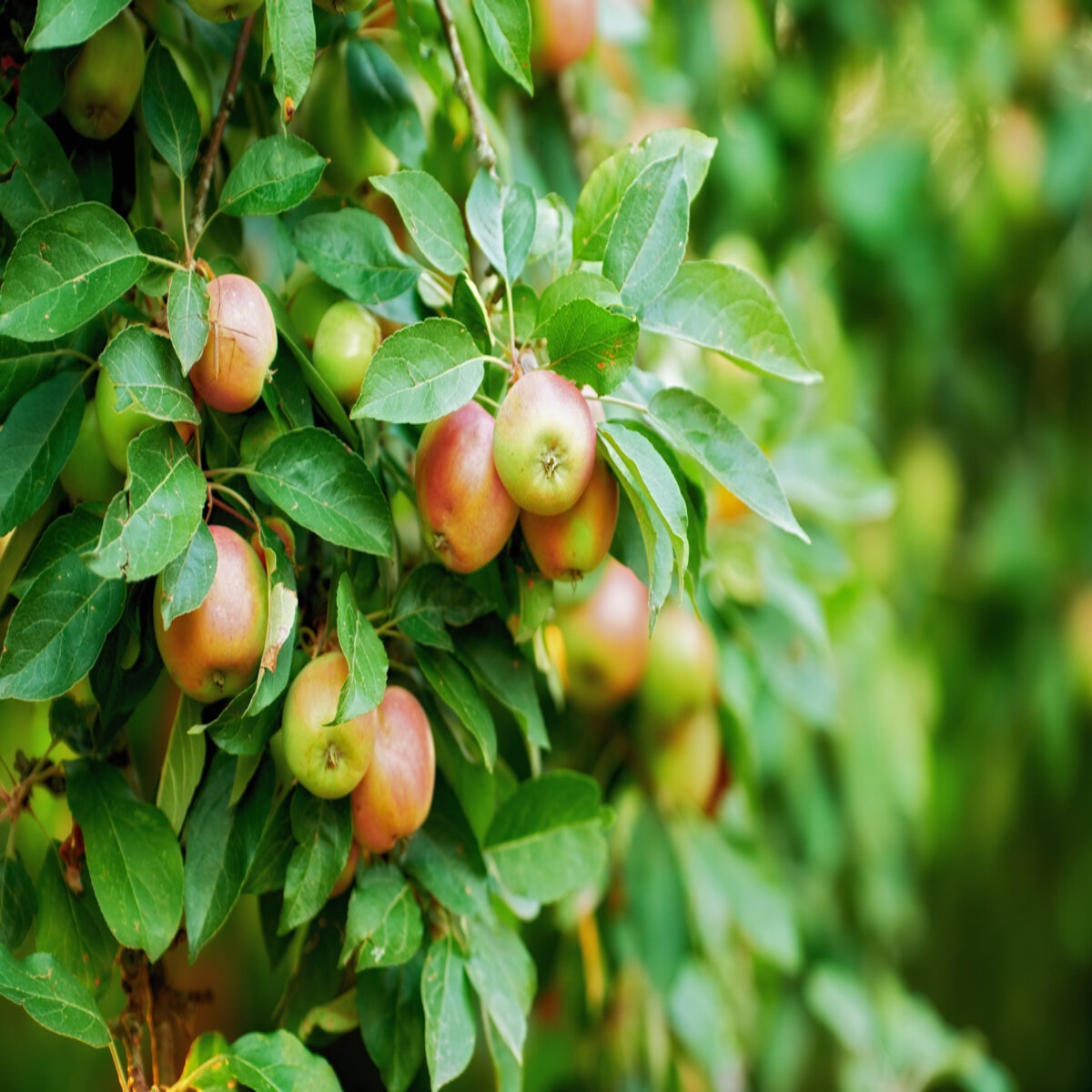 Malus domestica Empire Proven Winners Semi-Dwarf Apple | SiteOne US