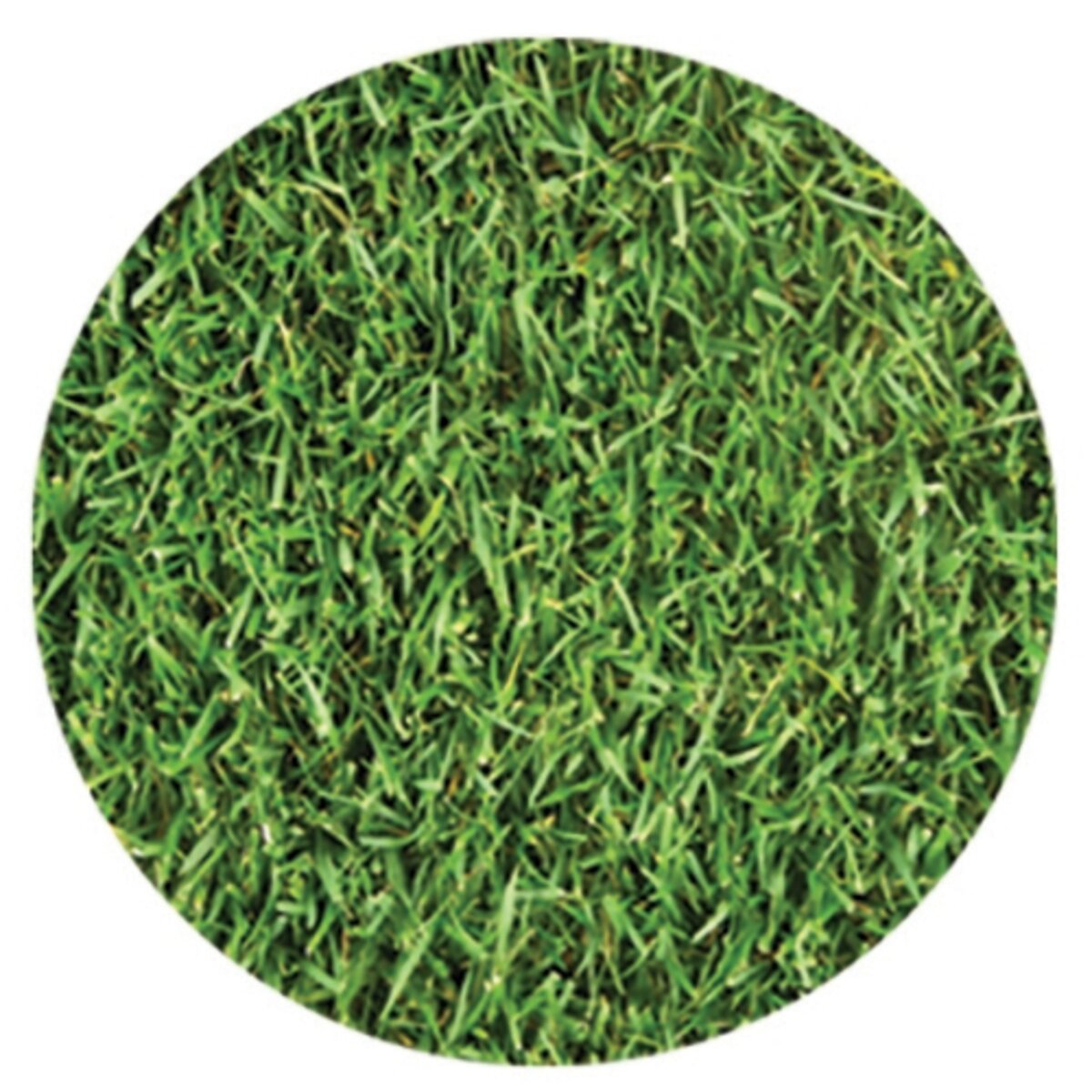 Fescue Sod Bolero Dwarf Tall Fescue (per sq. ft.) | SiteOne US