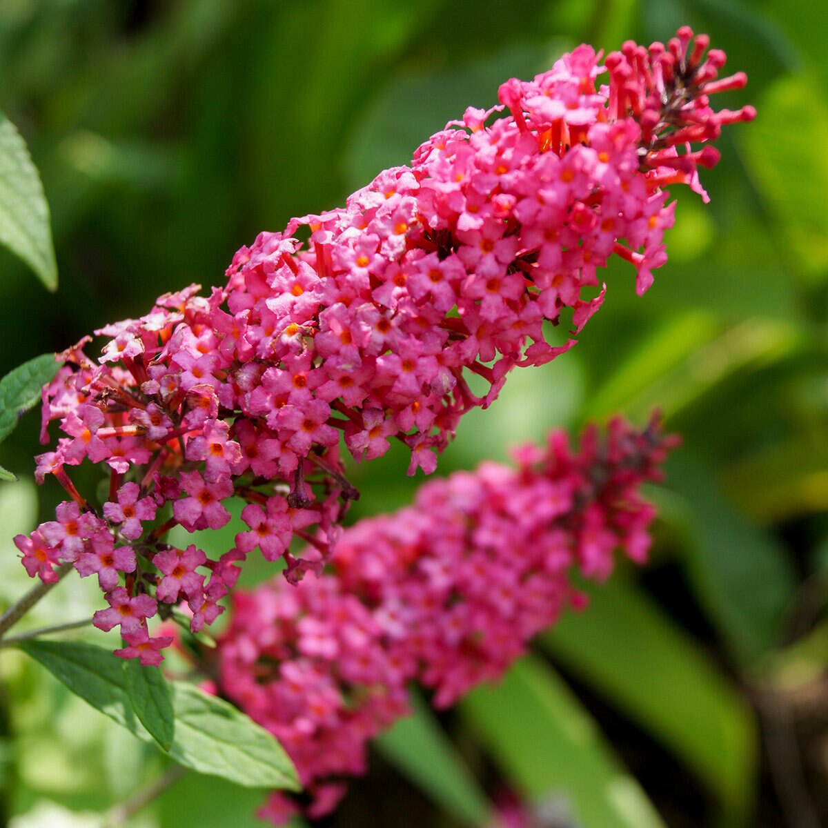 Buddleia Davidii Monarch Prince Charming Butterfly Bush | SiteOne