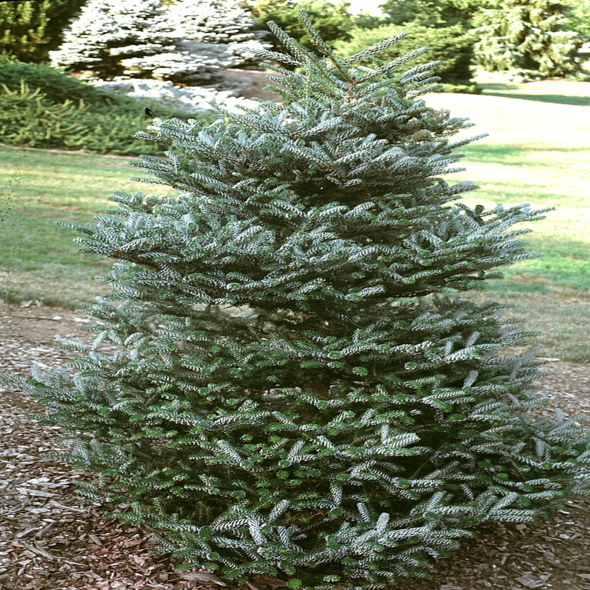 Abies Koreana Silberlocke Korean Fir | SiteOne US