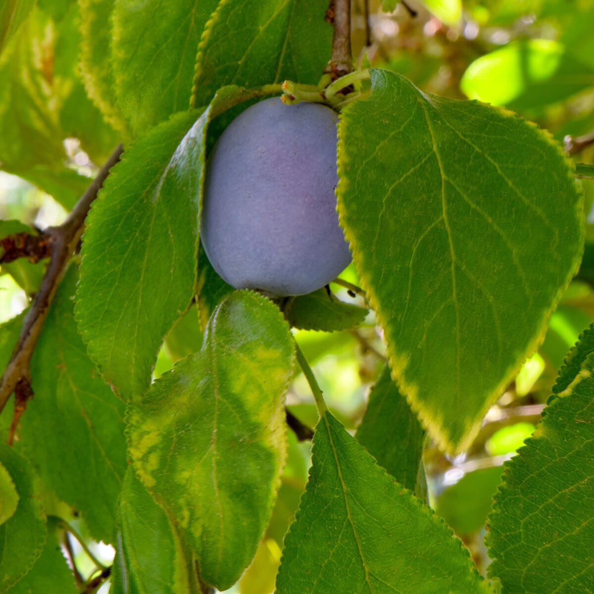 Prunus Domestica Mount Royal European Plum | SiteOne US