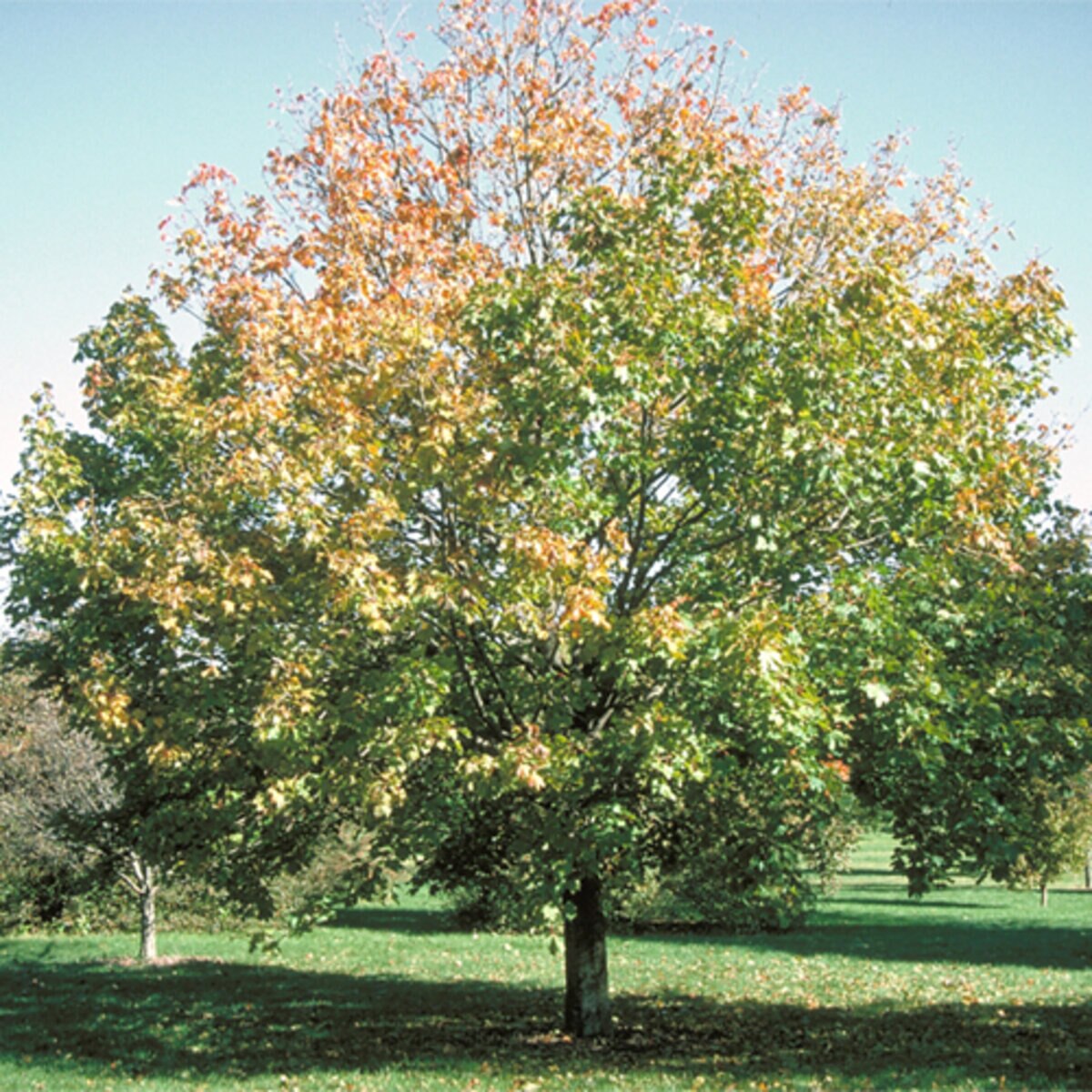 Acer Platanoides Superform Norway Maple | SiteOne US
