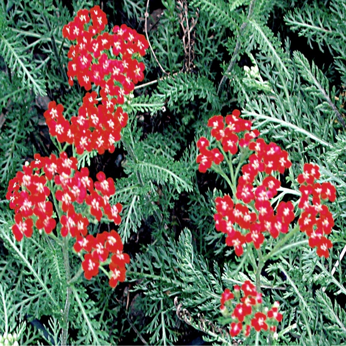 Achillea Millefolium Red Beauty Yarrow | SiteOne US