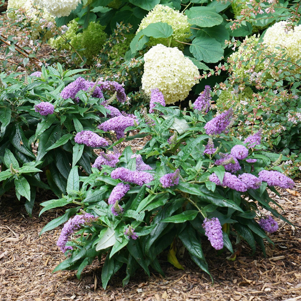 Buddleia X Color Choice Pugster Amethyst Butterfly Bush | SiteOne US
